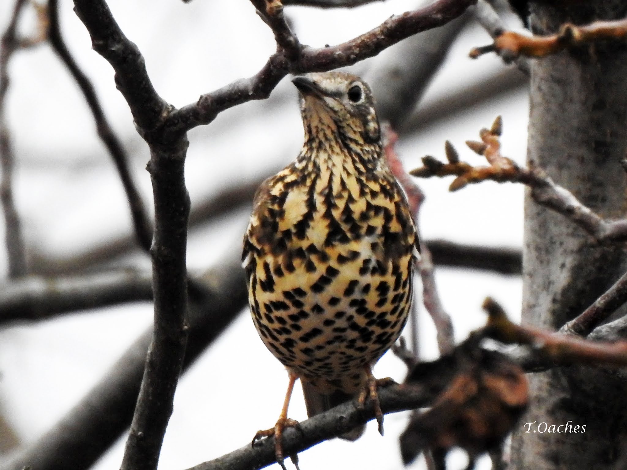 PASARI DIN ROMANIA: STURZ DE VASC, Turdus viscivorus