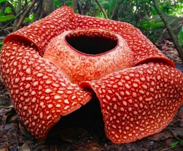 Forest Gan // Rafflesia Kelantanensis 甘苍林与【莱佛士花】亲睹世界记录【吉兰丹大王花】 - 乐飞翎 ♥ ...