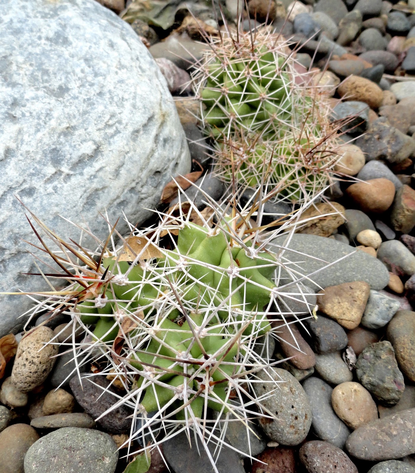 danger garden: The state of the agaves, summer 2013…