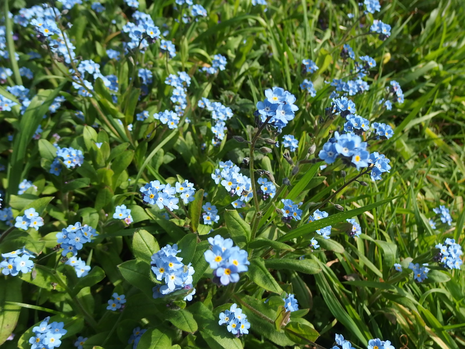 That blue flower: A spring spotter's guide