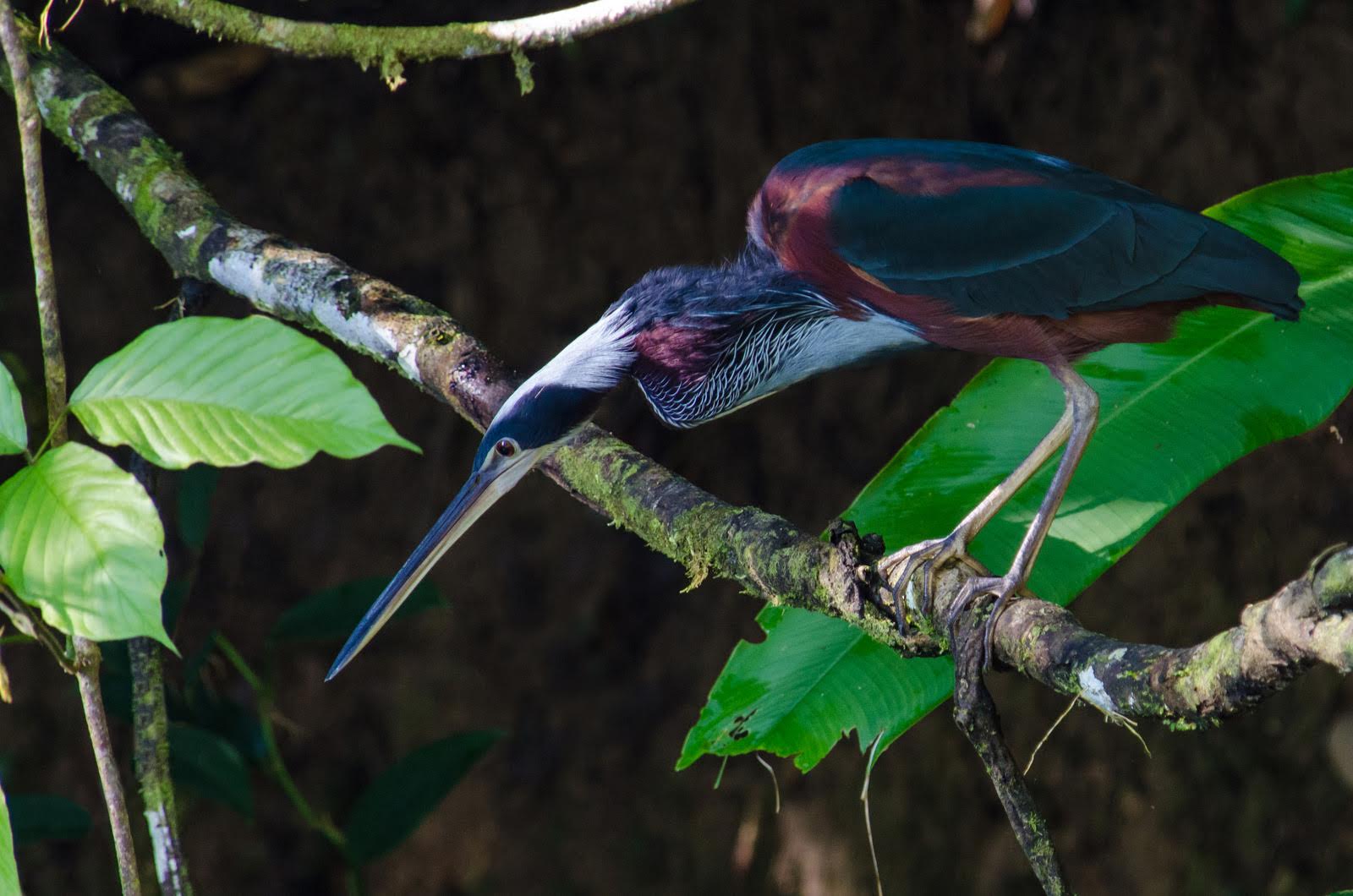 Άγαμι - Ορνιθοπανίδα
