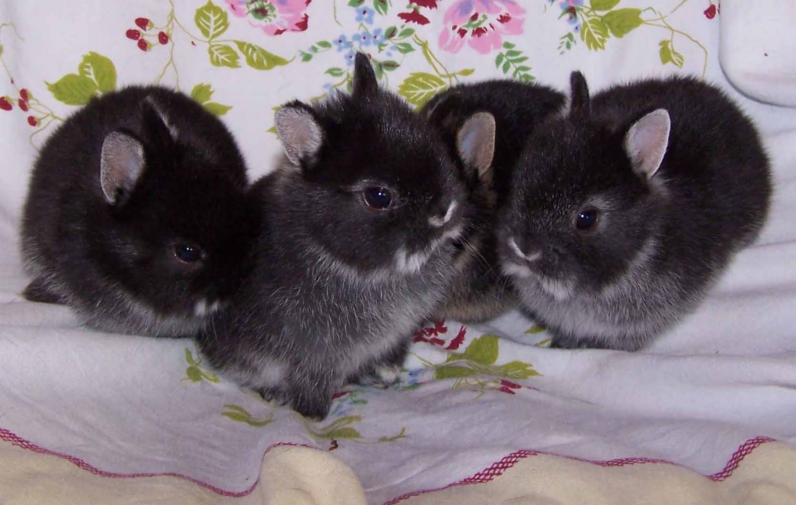 Blue Silver Marten Rabbit