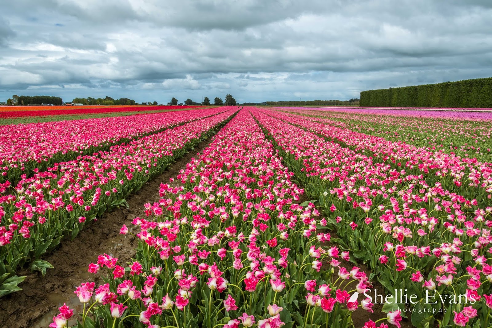 Two Go Tiki Touring: A Riot of Colour- Fields of Tulips, Southland