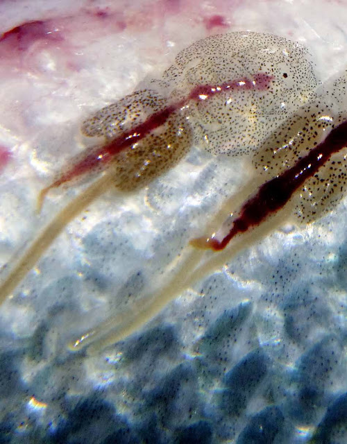 The Aquaculturists: 18/05/2016: Parasite control in European farmed finfish