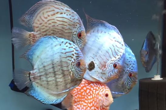 100 Discus Classification according to color and line | king fish