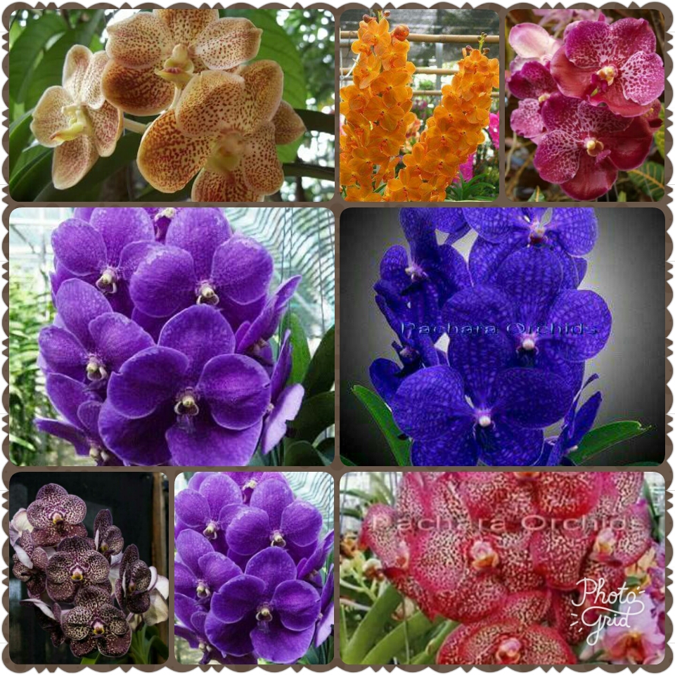 ANGGREK VANDA