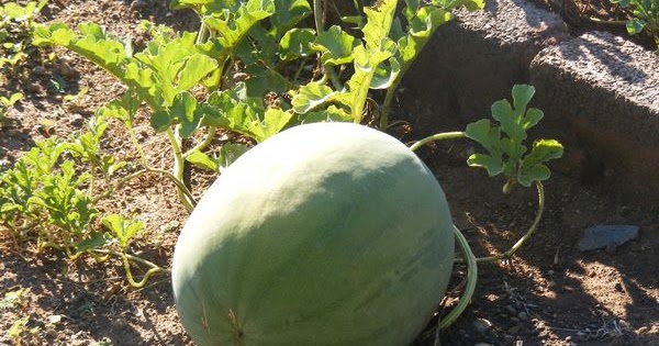 AdventureLisa: Making makataan jam