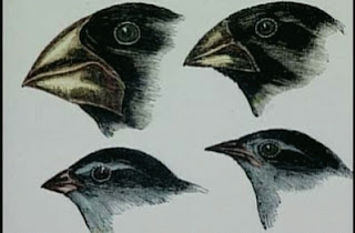 Lo Extraño De Lo Descubierto: TEORIA DE LA SELECCION NATURAL DE DARWIN