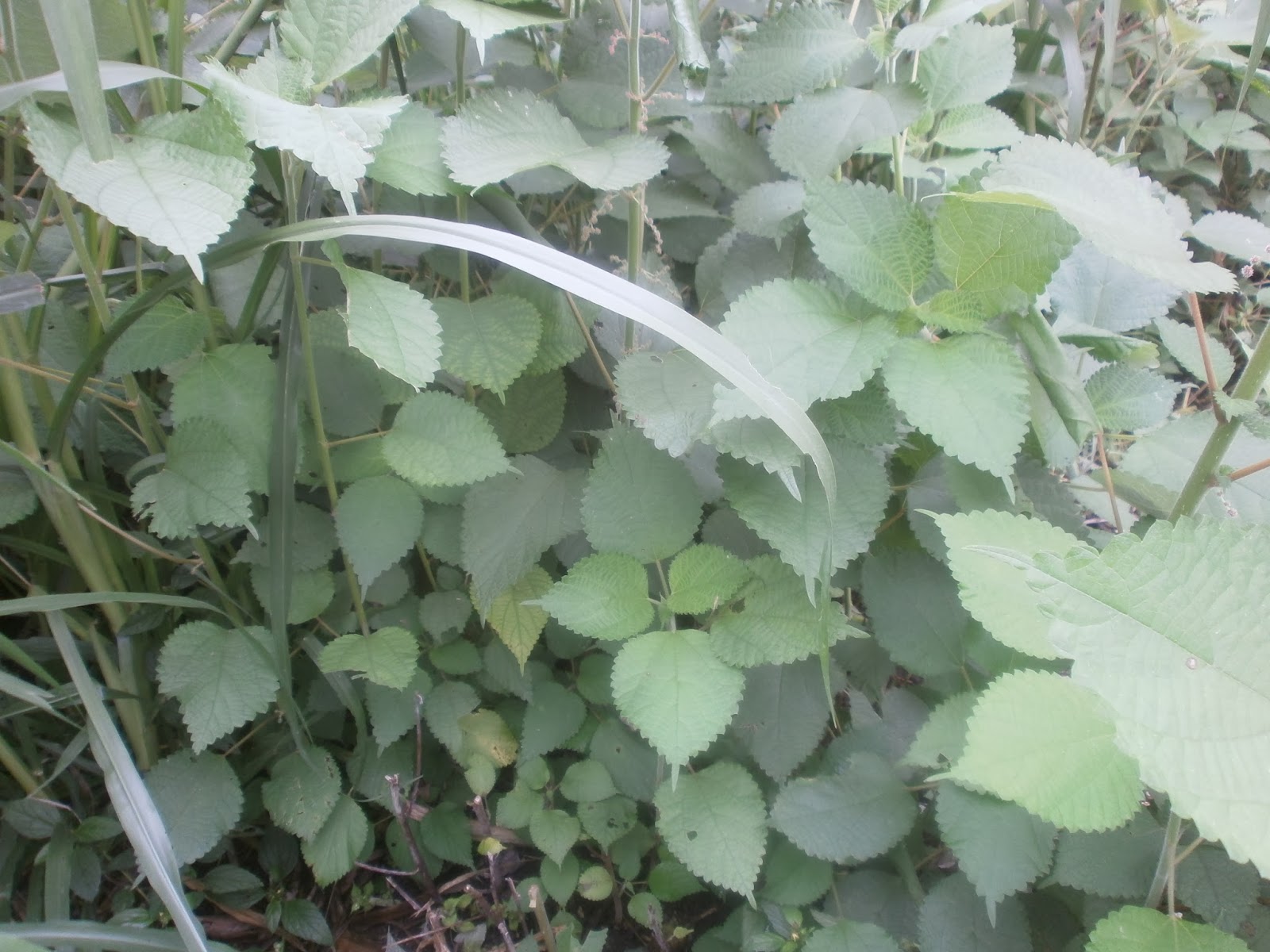 EL RAMIO PLANTA NUTRITIVA, DE BAJO COSTO MUY UTILIZADO EN NUTRICIÓN ...