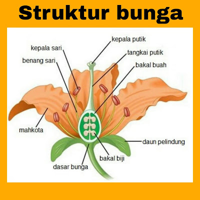BAB 6 STRUKTUR dan FUNGSI JARINGAN TUMBUHAN - Siswa Biologi
