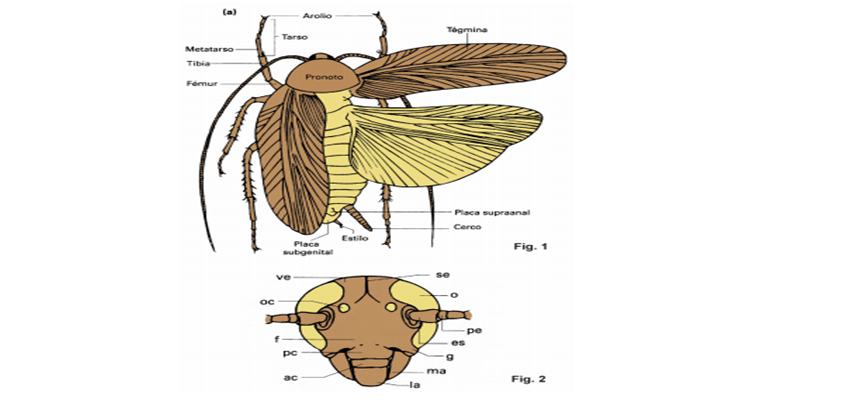 Blattodea & Isoptera
