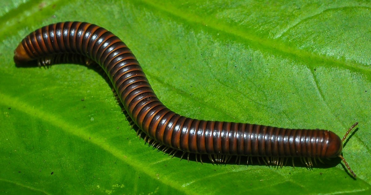 Mil Pies ~ Curiosidades y Mas