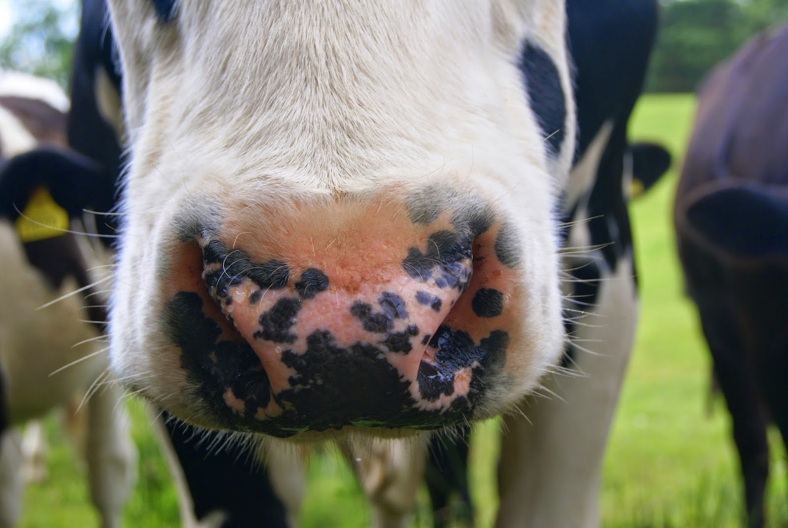 I live, I love, I craft, I am me...: Cows do not moo....