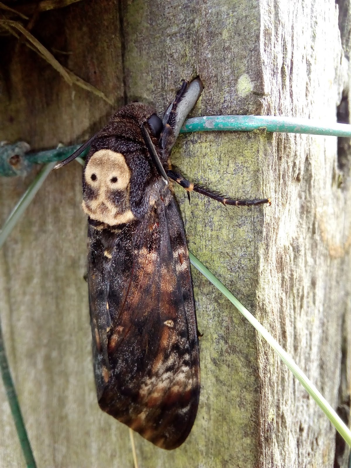 Ceredigion Moths: Death's-head Hawk-moth