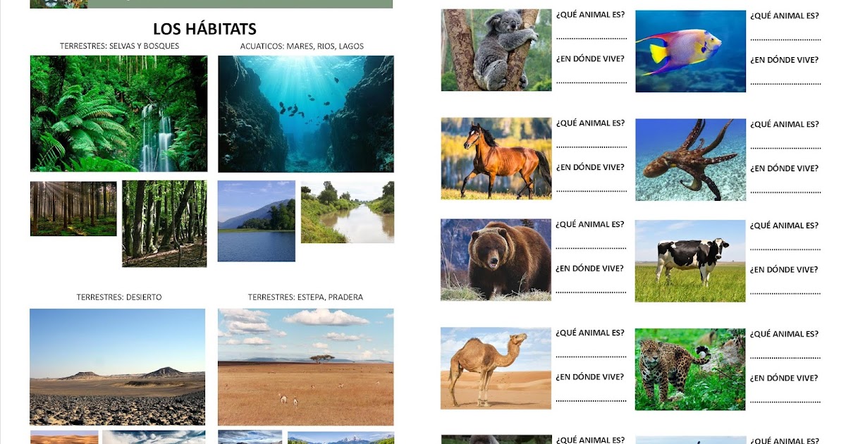Actividad: Los animales en sus hábitats naturales