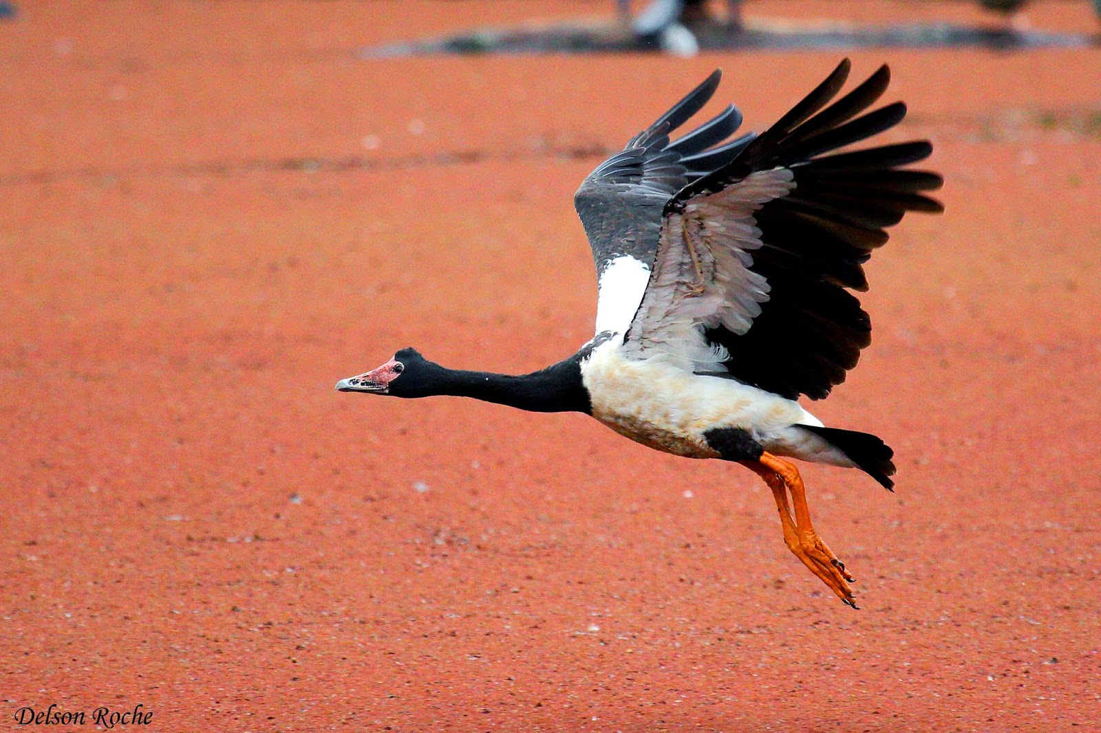 Friendly Animals: Magpie Goose