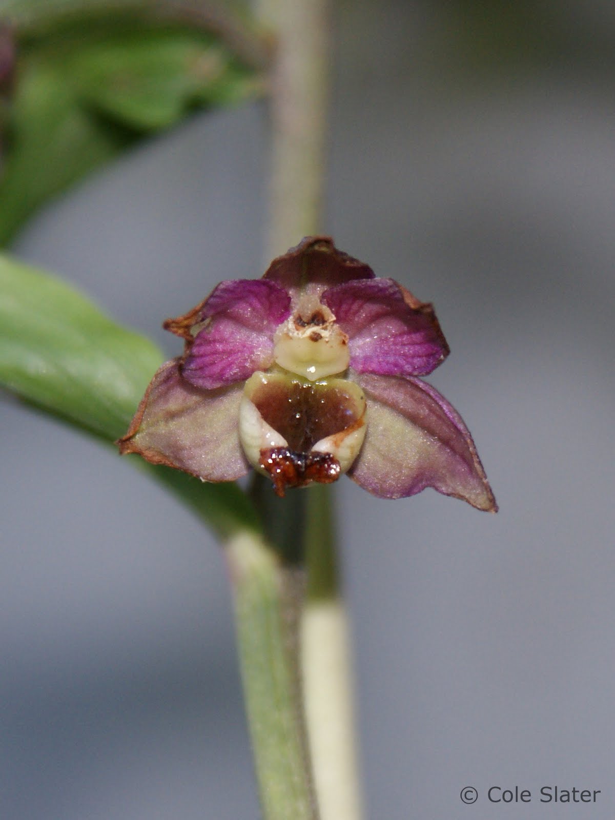 Cole's Trail Tales: Front Yard Flora - Epipactis helleborine - Marin's ...