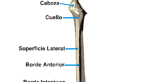 Nuestro esqueleto: Miembro inferior: Peroné