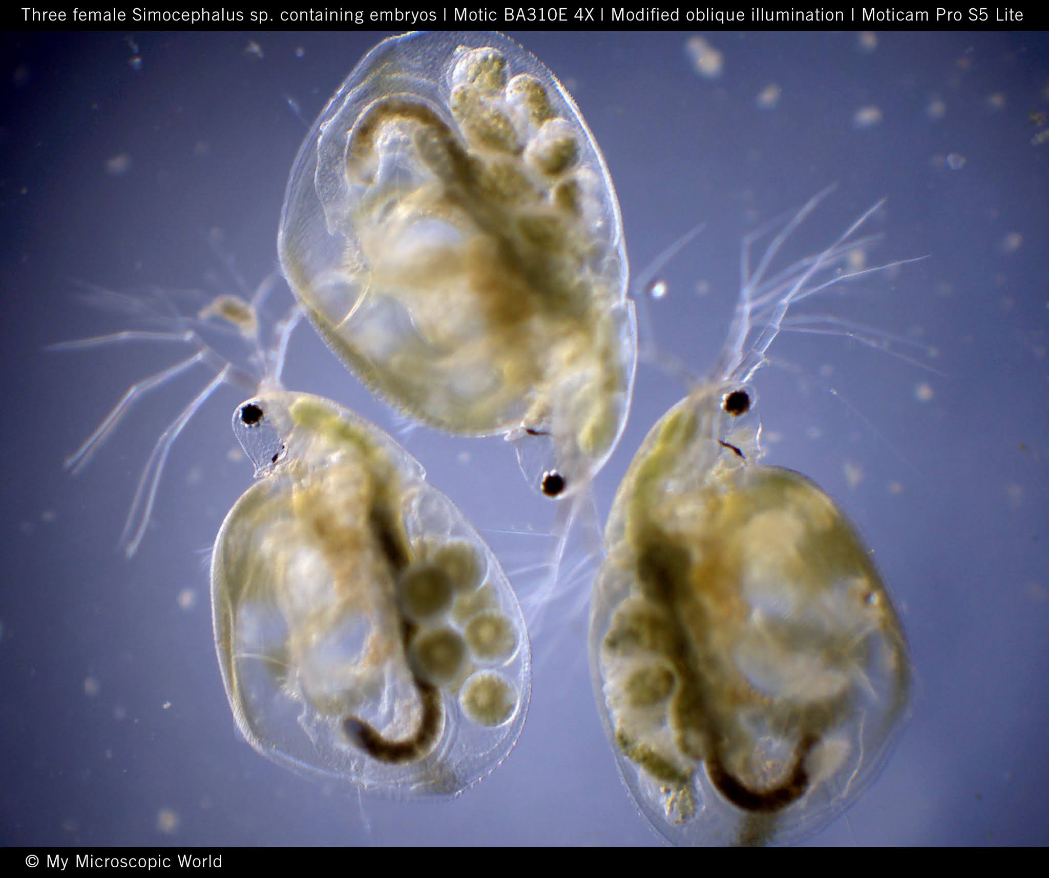 Motic Europe | Blog: Some of the smallest crustaceans in the world