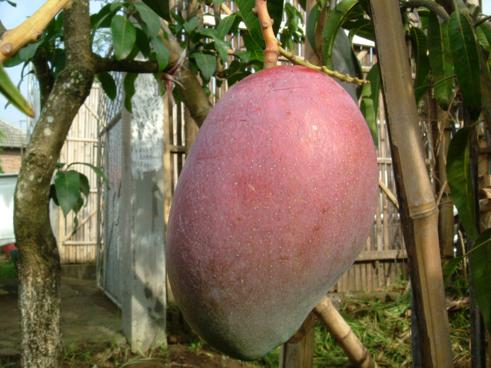 Serabi Indonesia: INDONESIA, TANAH AIR BERATUS JENIS MANGGGA