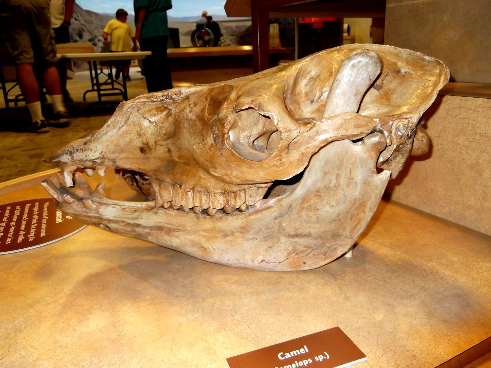 The Natural World: Zoo Spotlight: The Living Desert