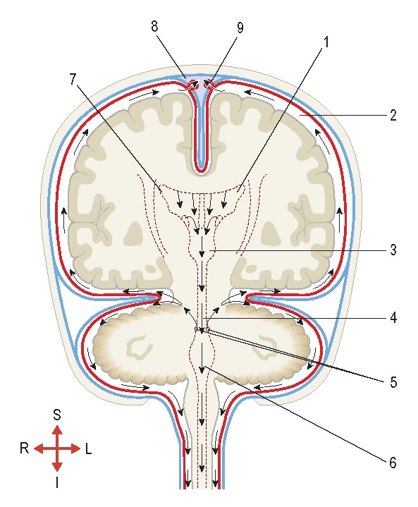 FRONTAL SECTION OF THE CRANIUM - wikitomy