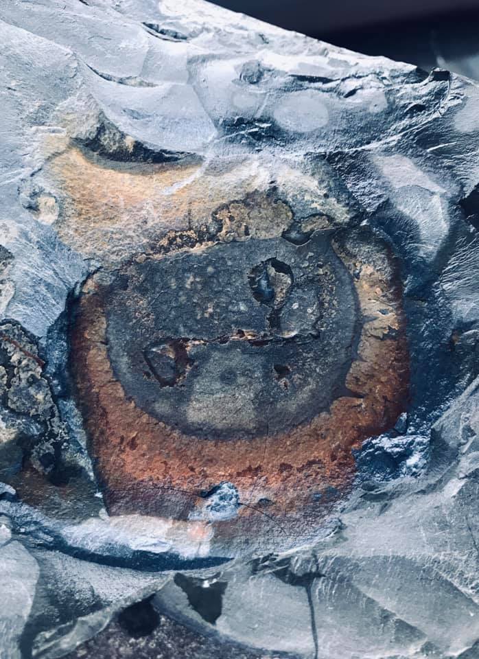 FOSSIL HUNTRESS: ANCIENT ARTHROPOD FROM PAIWU