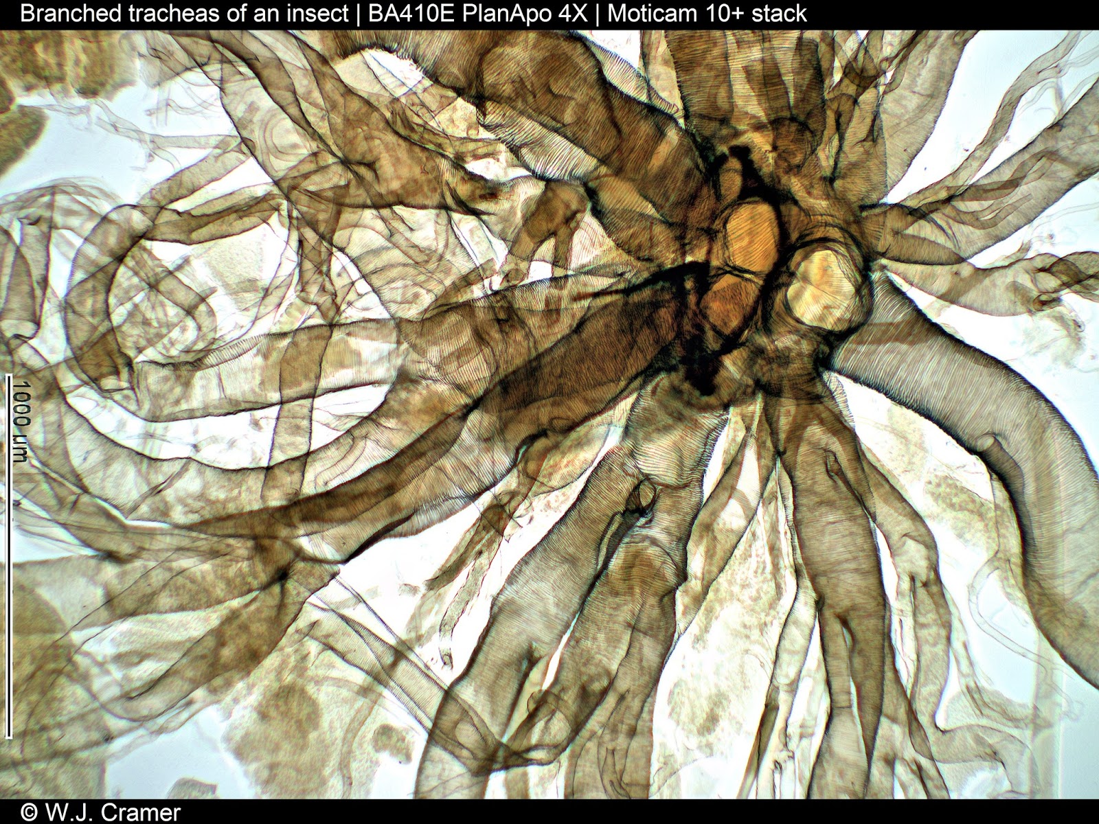 Motic Europe | Blog: How insects breath