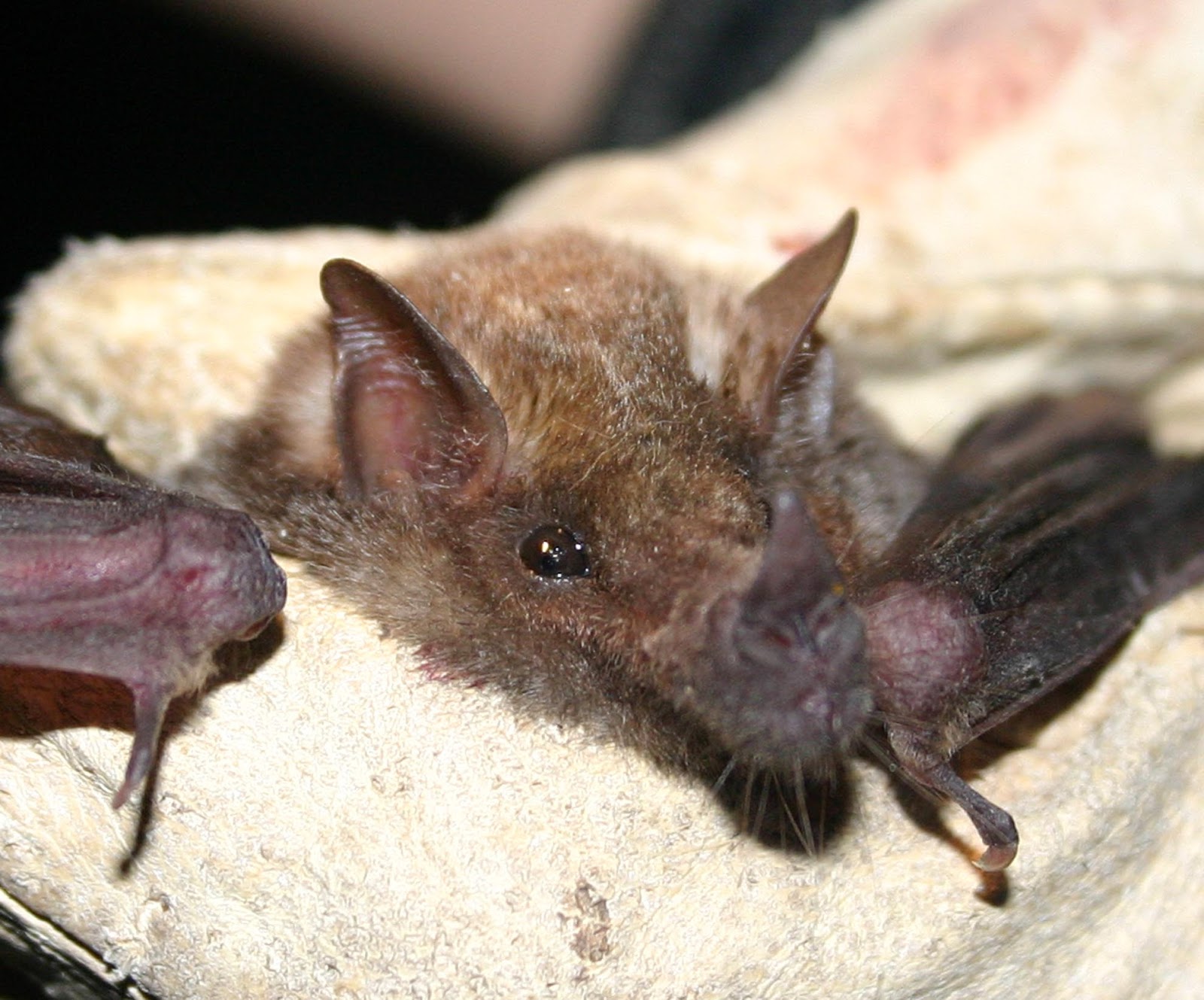 Panther Island Adventures: Another bat species: Mexican long-tongued ...