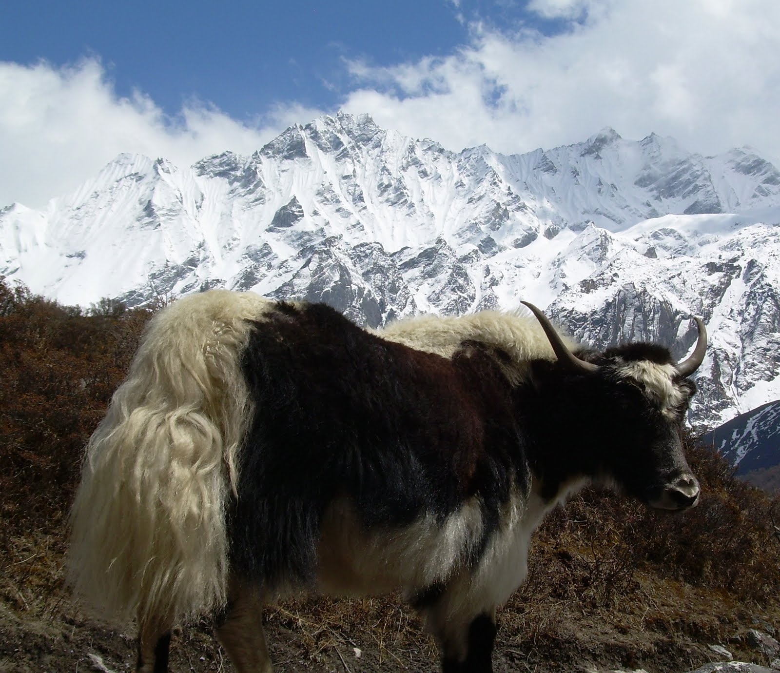 Cassie and Avi explore Planet Earth!: Creatures of the Himalayas
