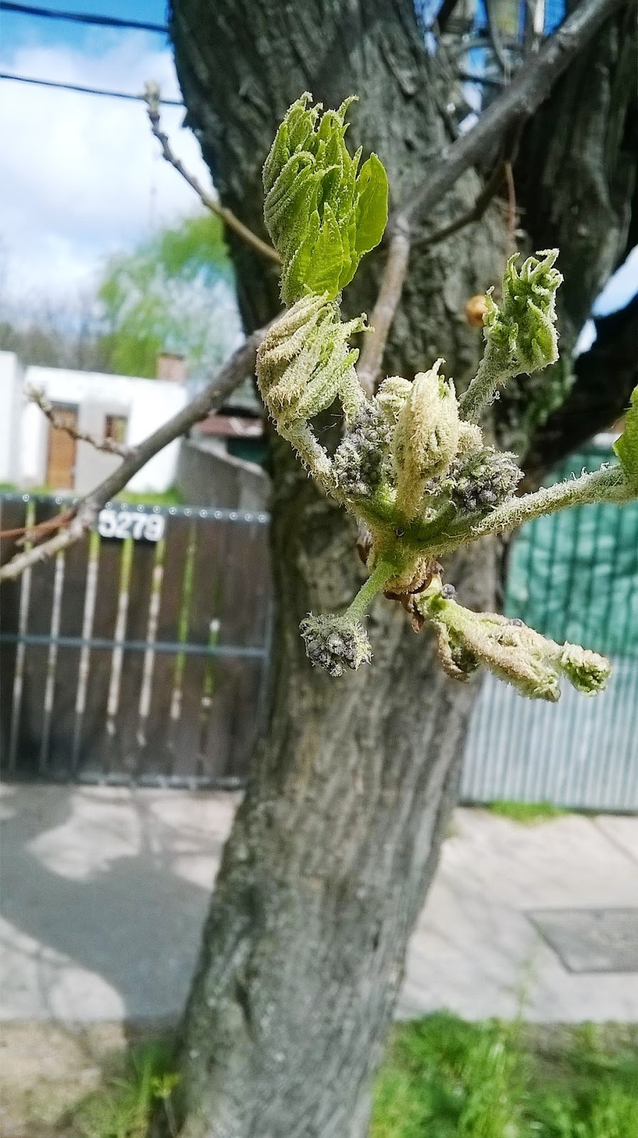 Biologia Primer Año Liceo 23: LAS PARTES DE LA PLANTA Y SUS FUNCIONES ...