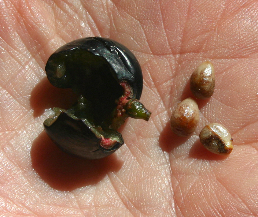 Toowoomba Plants: Kangaroo Vine