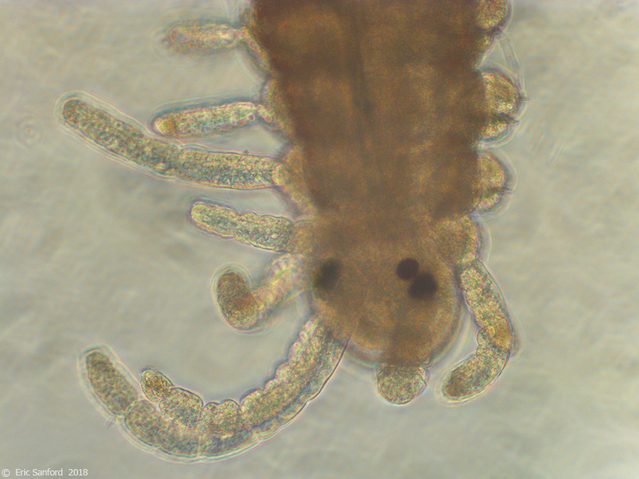 The Natural History of Bodega Head: At home in the hydrocoral