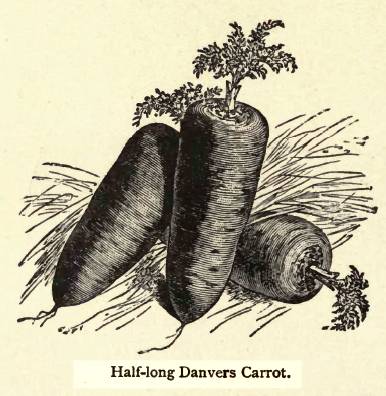 A Woodsrunner's Diary: Colonial Foods. The Carrot In America.