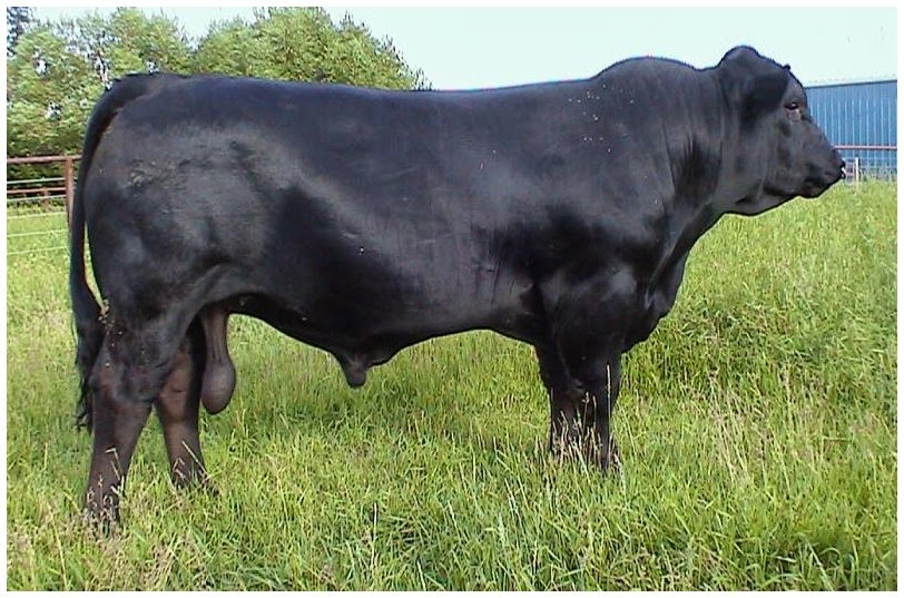 Generalidades de la Ganadería Bovina.: Gelbvieh