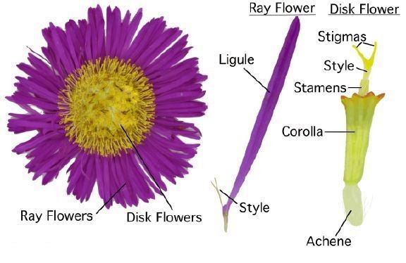 Bunga Aster - Toko Bunga | Florist Jakarta | Toko Bunga Online ...