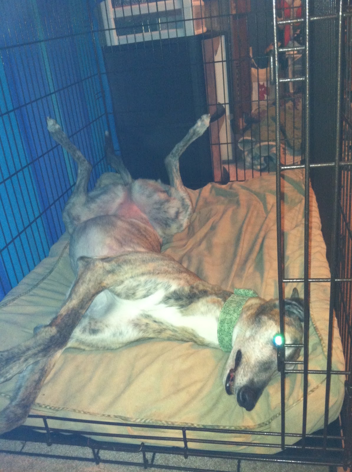 Northern Lights Greyhound Adoption Dog Blog: NLGA Photo Roundup ...