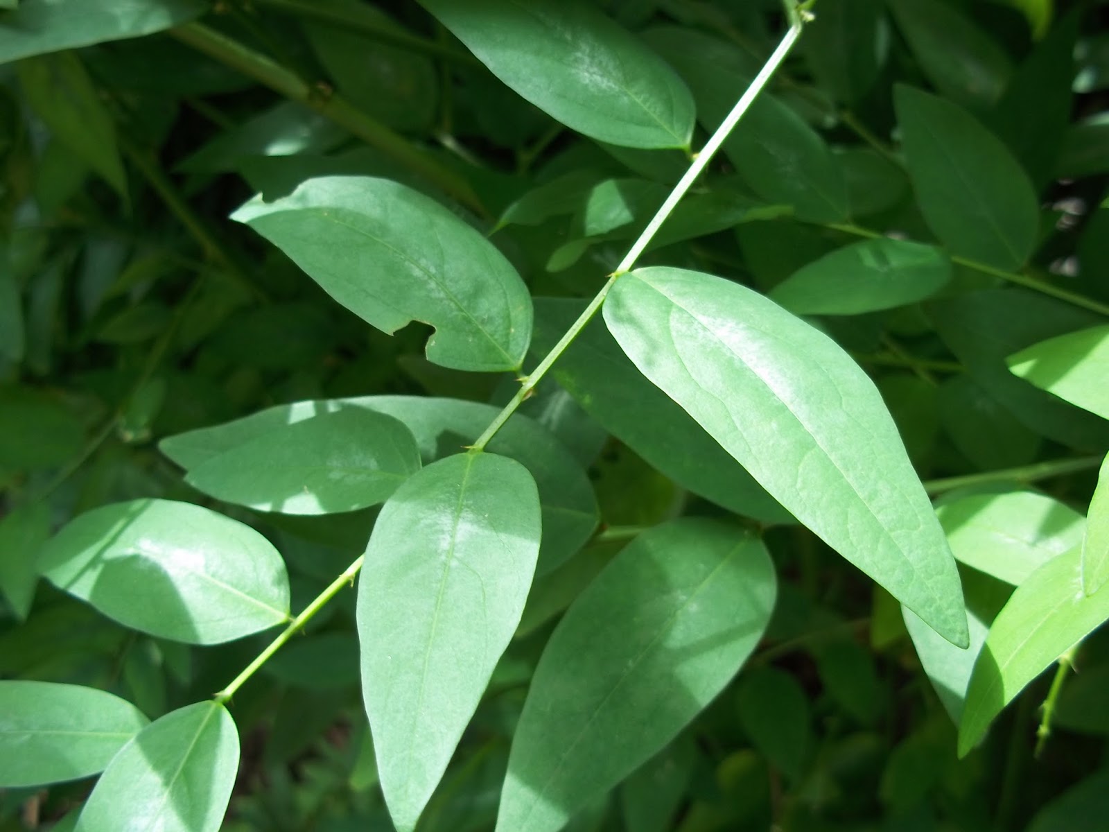 My epic garden: Katuk tree aka Sauropus androgynus