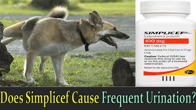 Does Simplicef Cause Frequent Urination in Dogs?