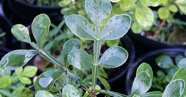 Flora-Hort. all about Horticulture, Floriculture and Landscaping ...