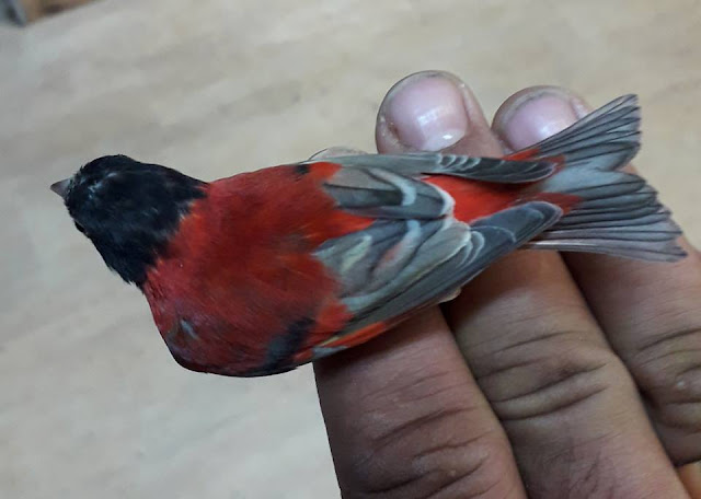 Pintassilgo, Tarin américain, Amerikaanse sijzen, Amerikanische zeisige ...