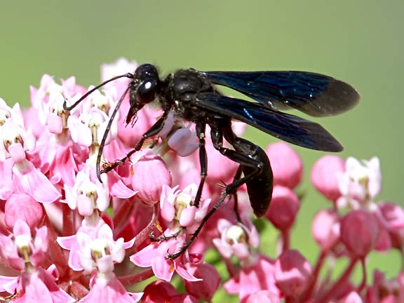 Ecobirder: Blue Mud Dauber