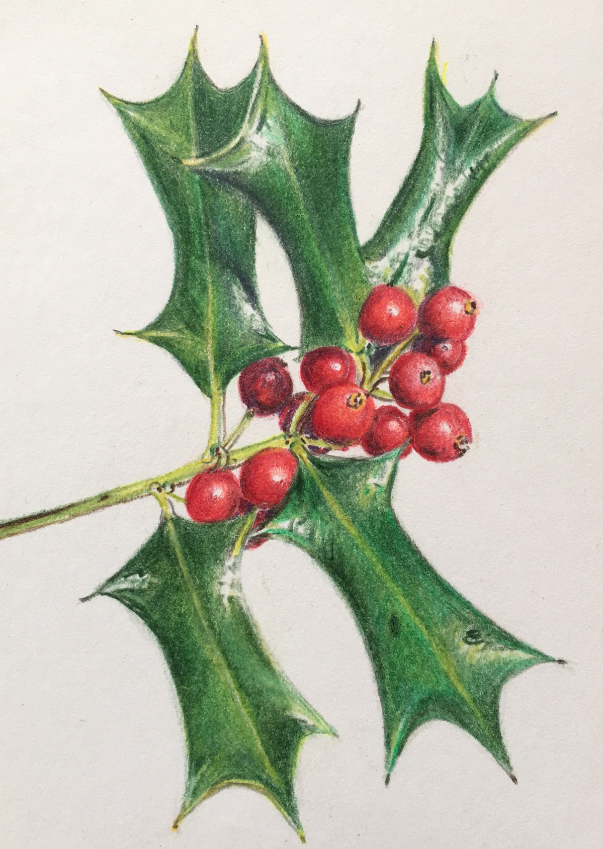 North Carolina Botanical Artists: 2020