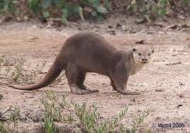 Headless Ballet Dancer