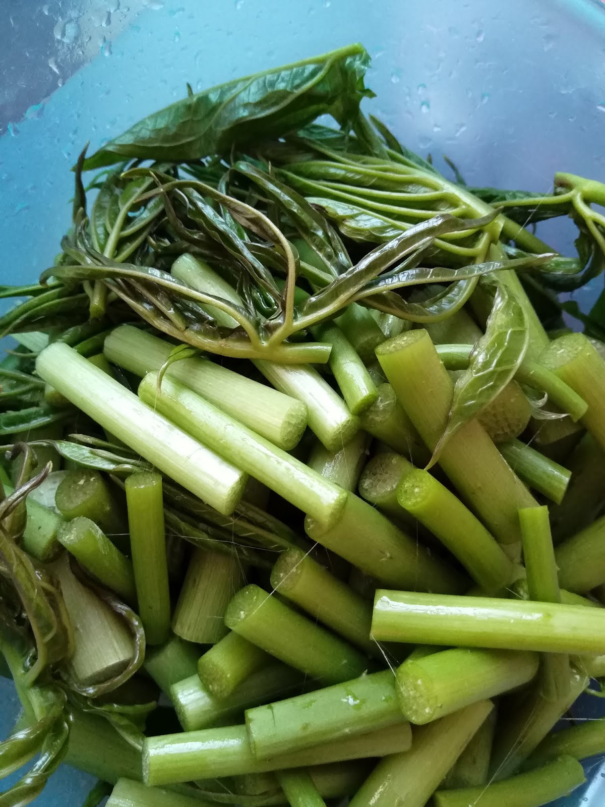 namakucella: KERABU PUCUK GELI-GELI