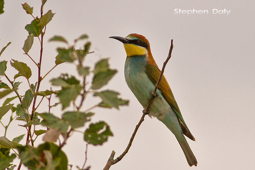 Raptor Movement and La Janda News | Focusing on Wildlife