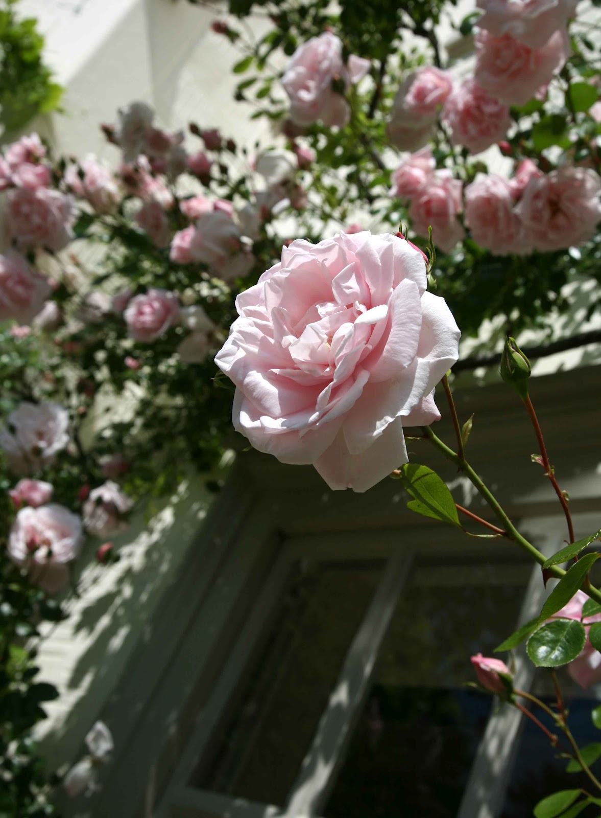 Flower Shop Stories: A Weekend of Flowers