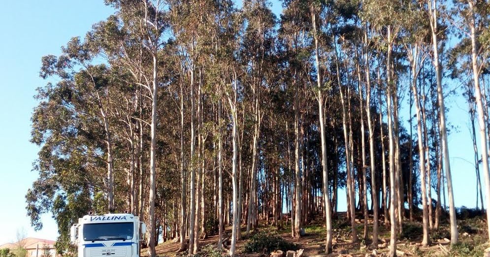 Tala selectiva de eucaliptos en San Antonio | infoCarreño