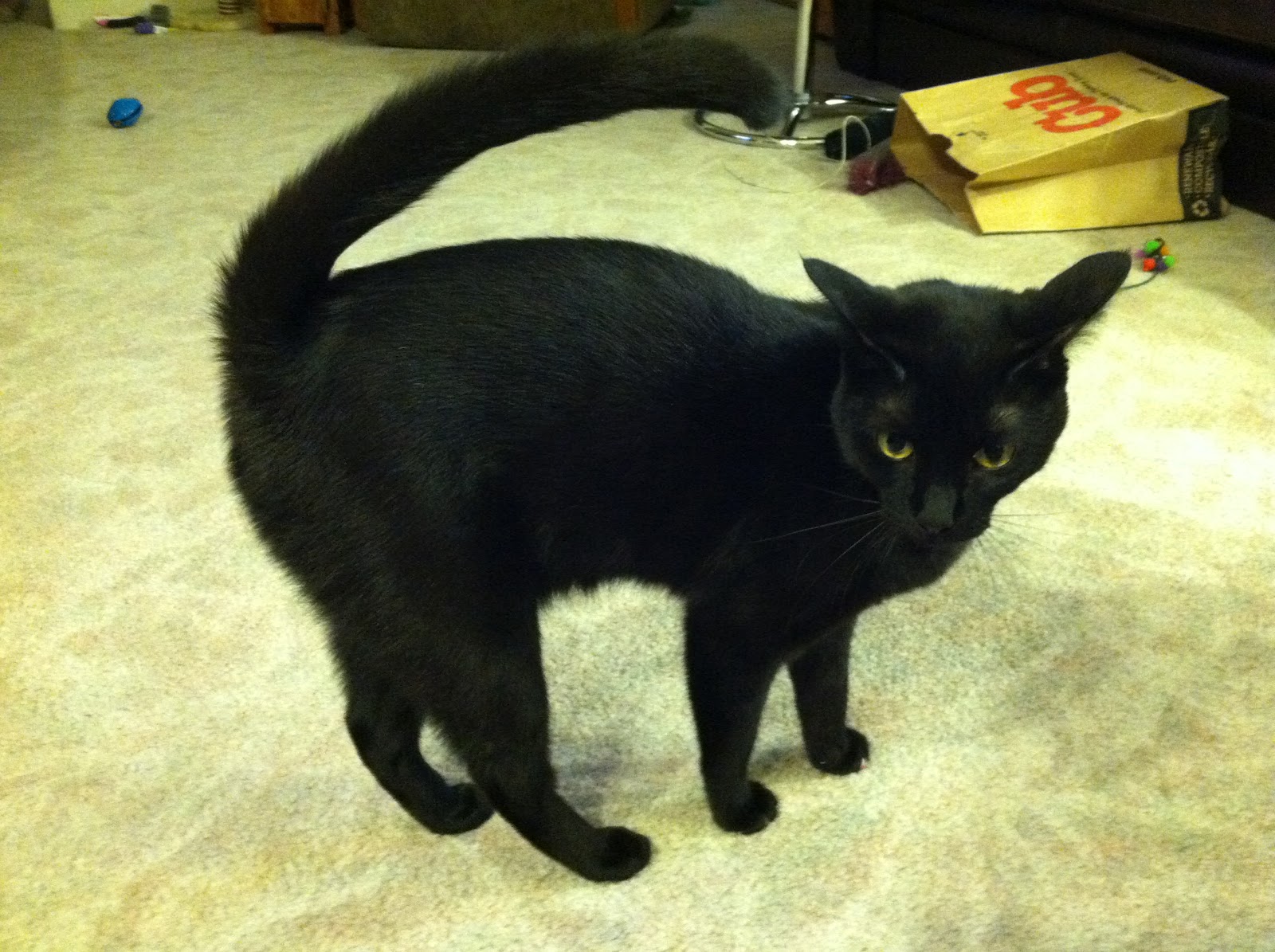 Life is Interesting: Dear Sami-cat: