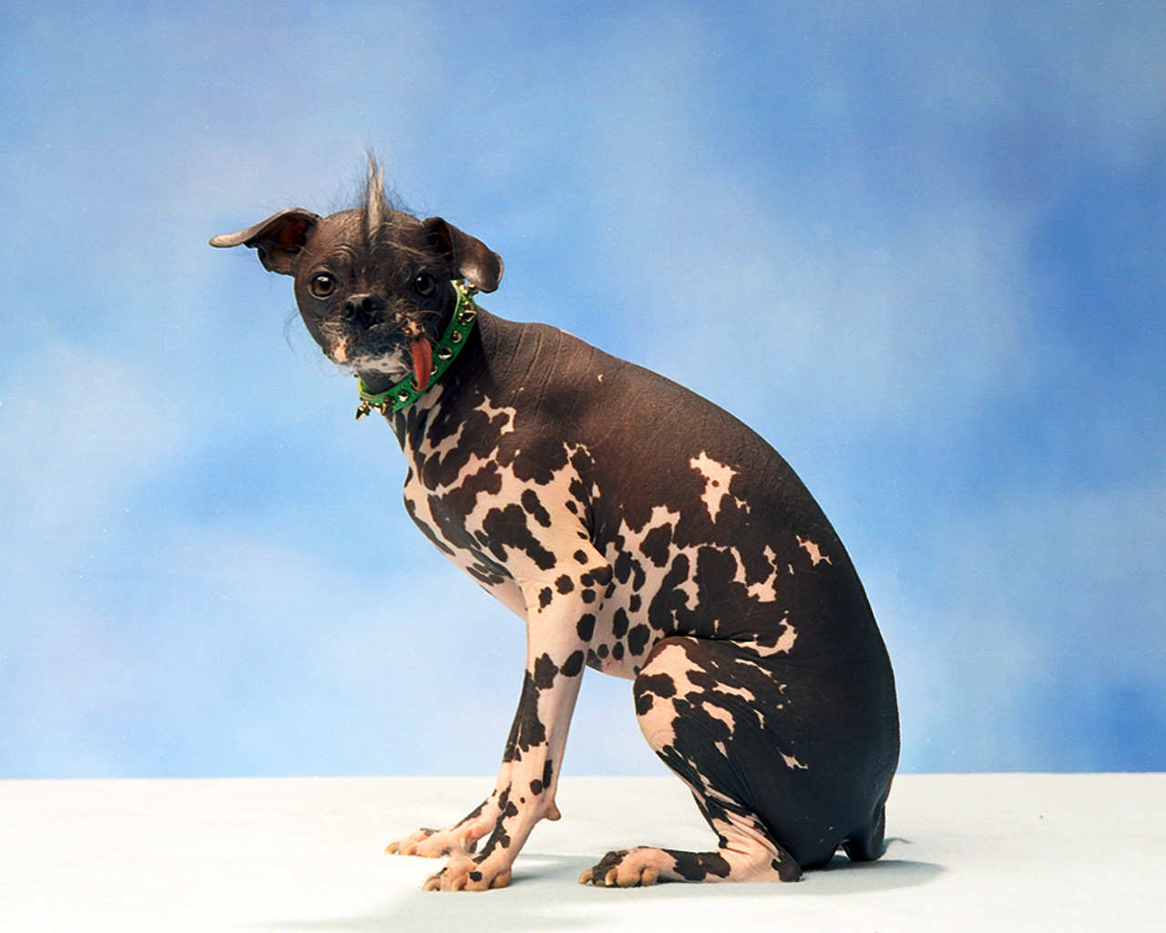 MundoAnimal: Los 44 perros mas horribles del mundo